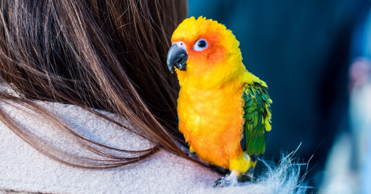 Bride Bans SIL's Emotional Support Parrot From Wedding: AITA