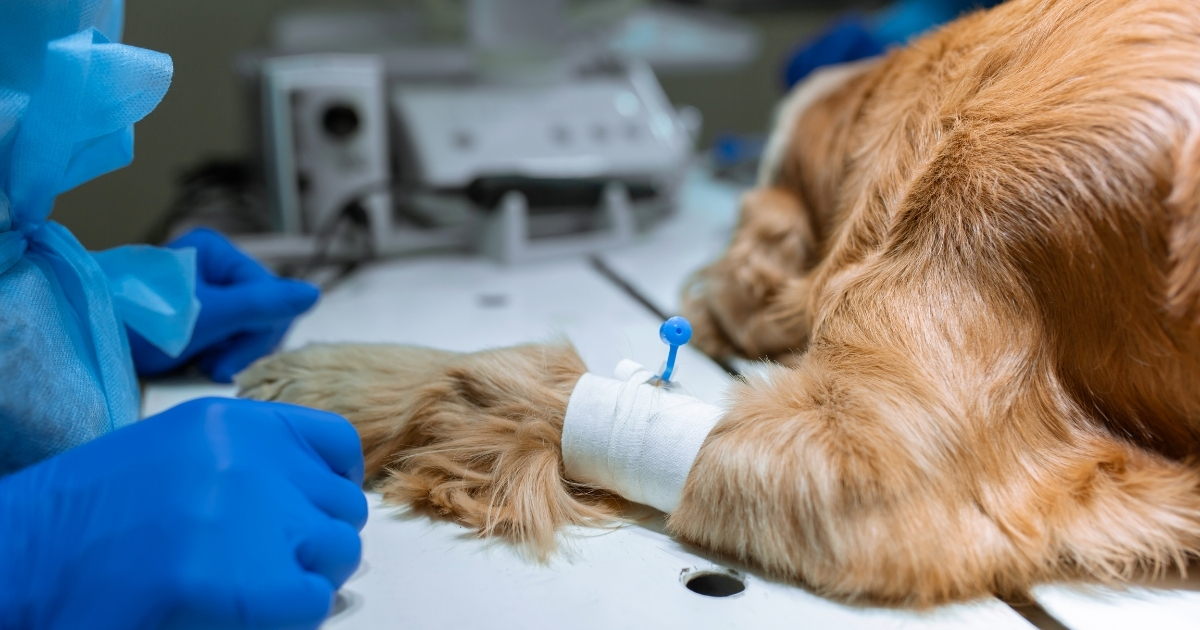 Woman Wants Careless Friend To Pay For Dog's Surgery: WIBTA