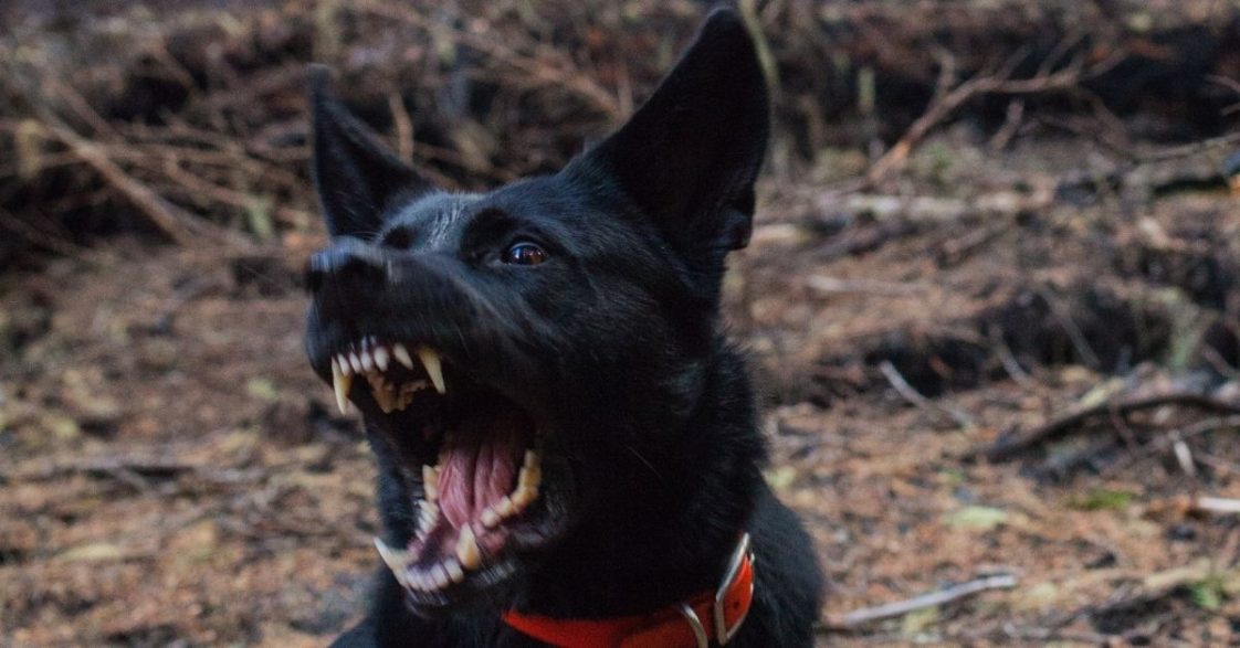 Woman's BF Says To Lock Pets In Room Due To His 'Murderer' Dog: AITA