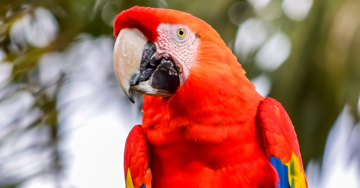 Redditor Gives Away Scarlet Macaw They Inherited From Dead Dad: AITA