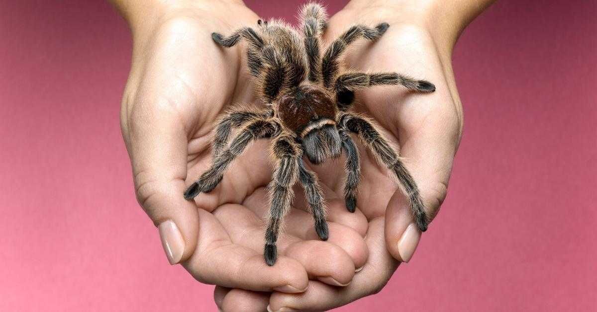 Woman Wants To Get Pet Spider Despite Husband's Threat