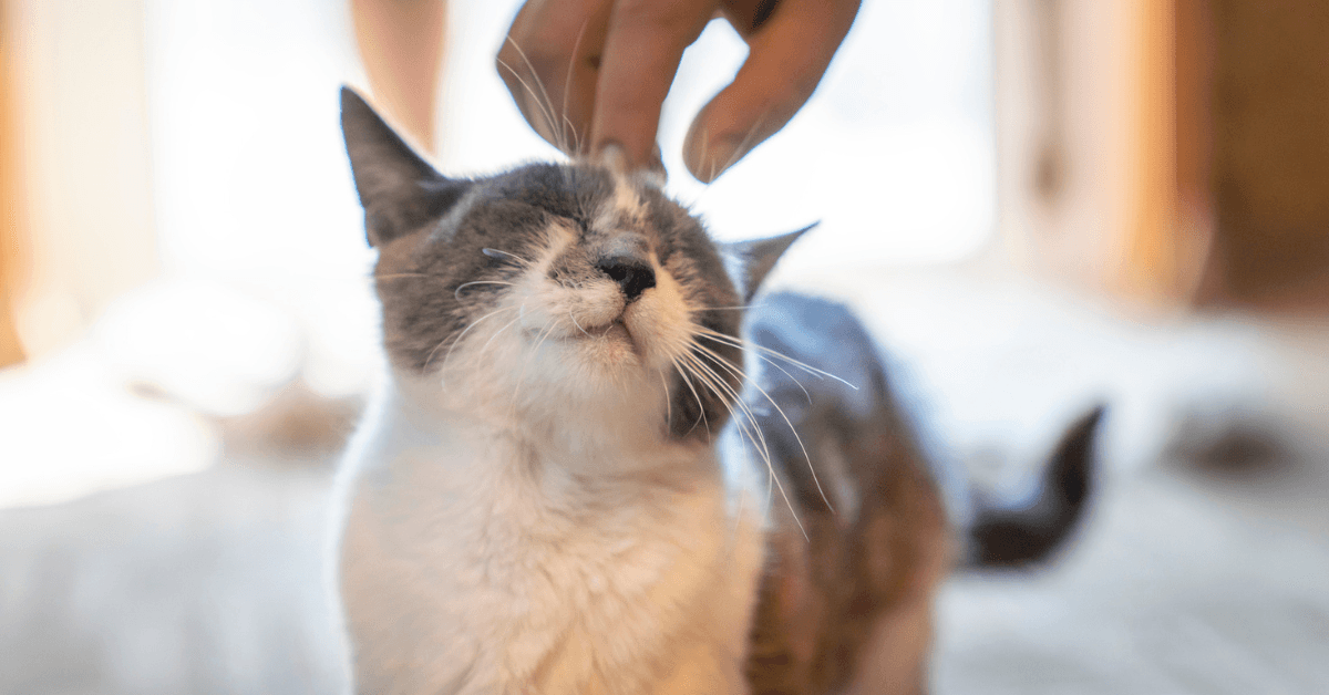 Redditor Ditches Babysitting Nephew To Take Cat To Vet