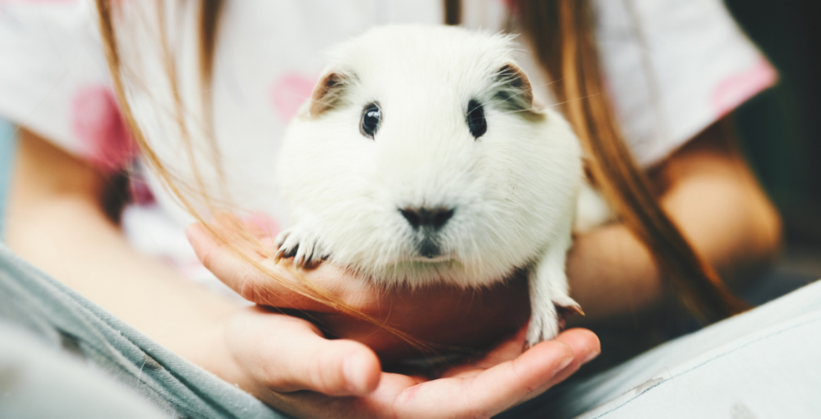 Husband Rubs Guinea Pig Poo On Spouse's Pillow: REDDIT