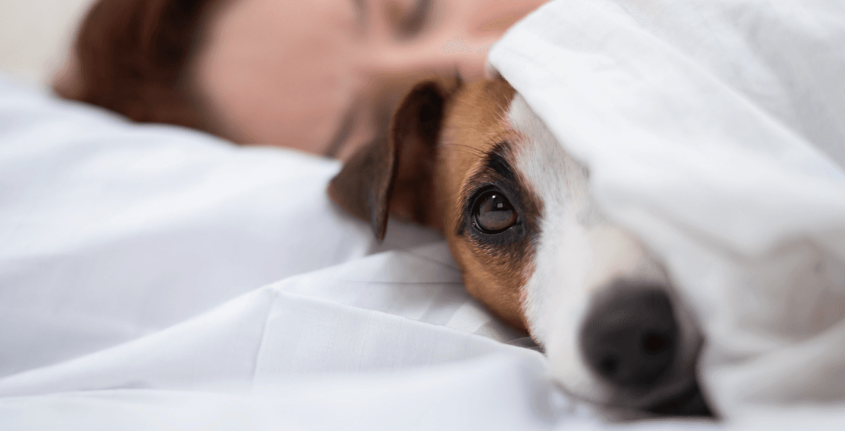 Woman Won't Let Boyfriend Move In Over Dog On Bed: REDDIT